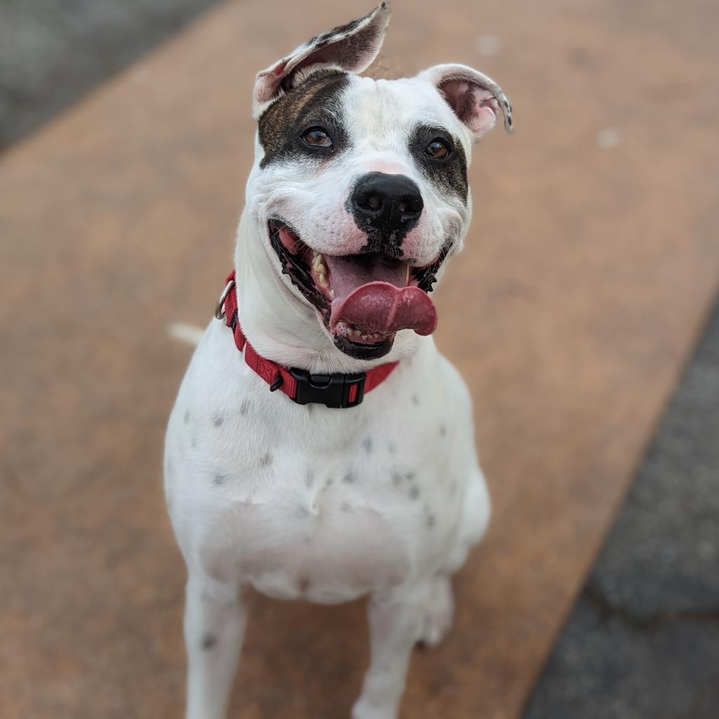 Faithful Friends Animal Society – For A Kinder Community