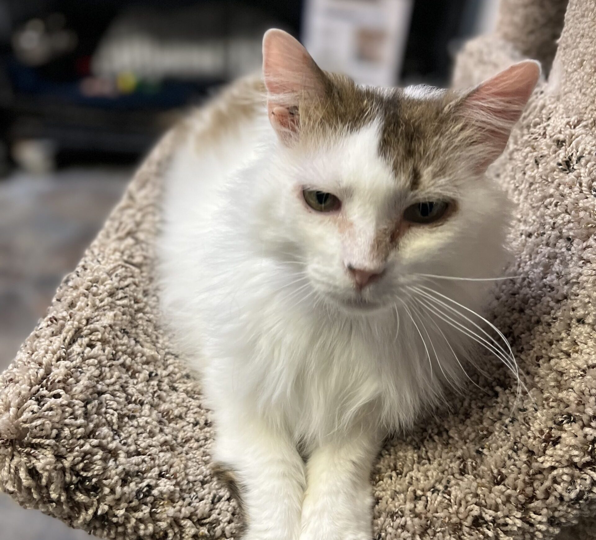 Faithful Friends Animal Society – For A Kinder Community