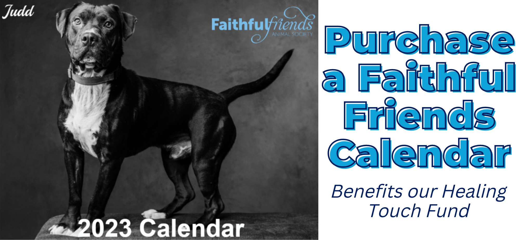 Fostering a Pet FAQ – Faithful Friends Animal Society