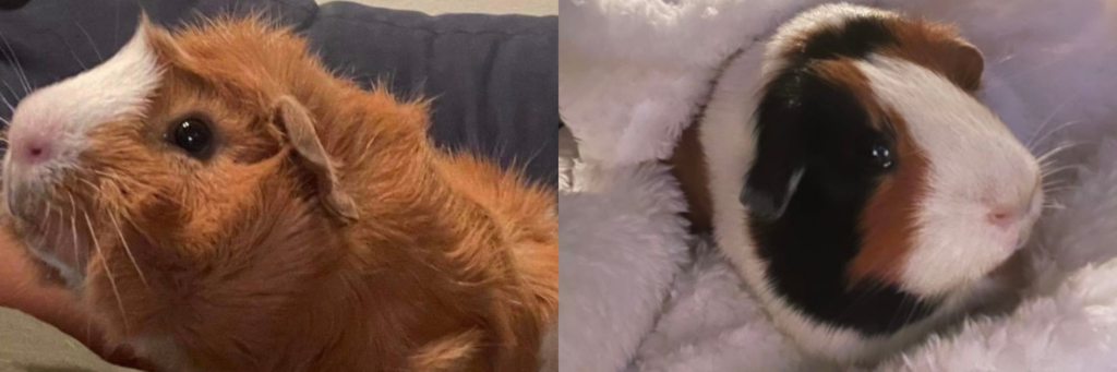 Owned/Non-Sheltered Pets – Faithful Friends Animal Society