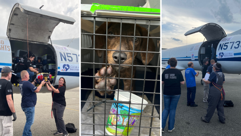 Faithful Friends Welcomed Flight Mission to Transport Pets from ...