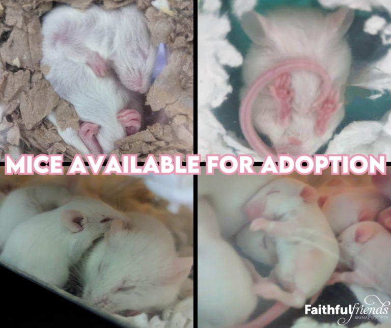 Other Animals – Faithful Friends Animal Society