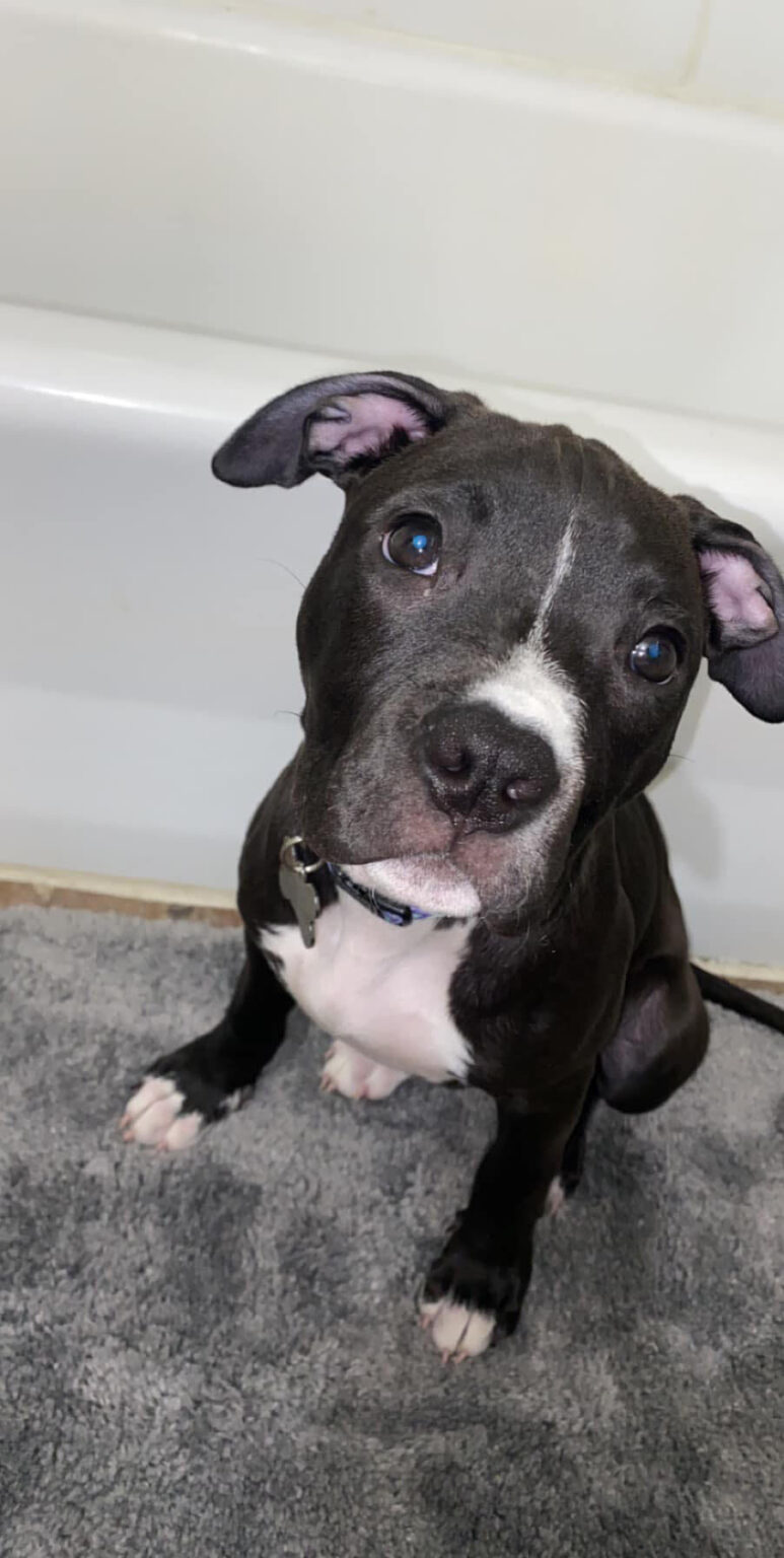 Pets Needing Rehoming – Faithful Friends Animal Society