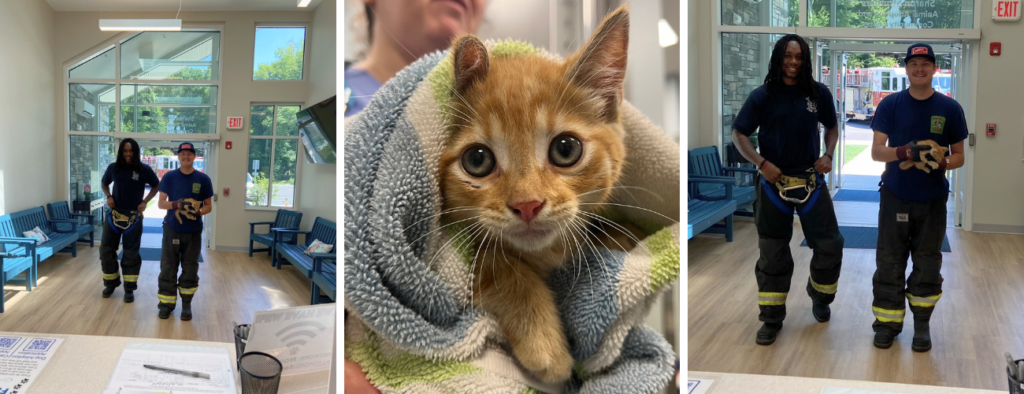 Rescued Cat Gets Ride in Firetruck to Animal Shelter – Faithful Friends ...