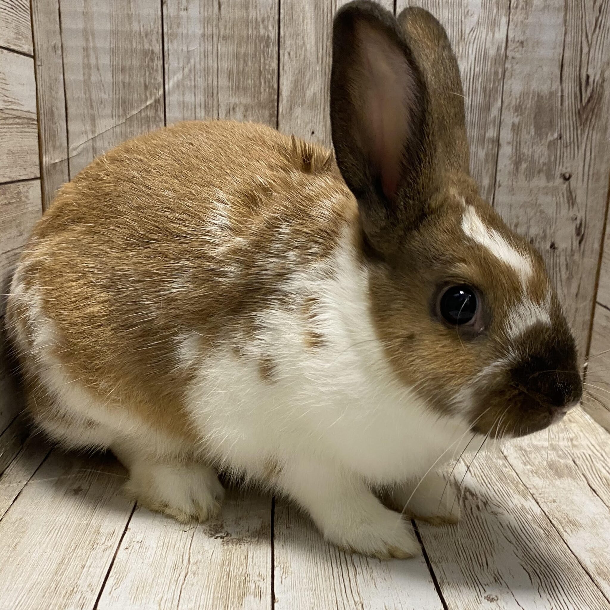 Other Animals – Faithful Friends Animal Society