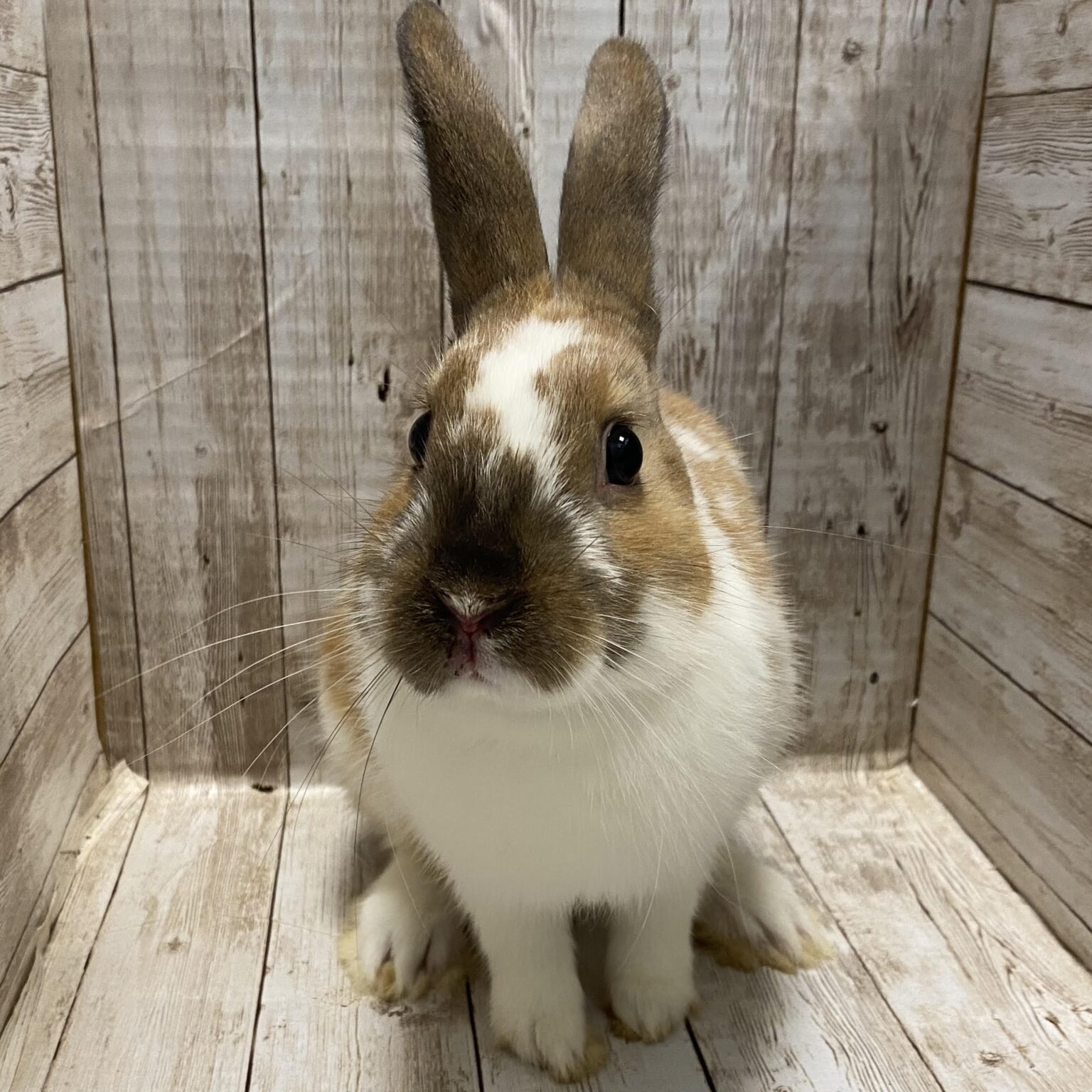 Other Animals – Faithful Friends Animal Society