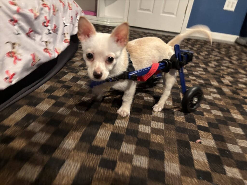 Tiny rescued disabled puppy has come a long way already – Faithful ...