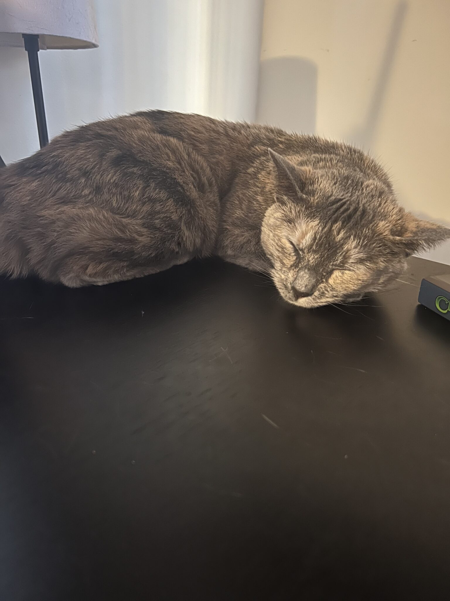 Rehoming: Misty – Faithful Friends Animal Society